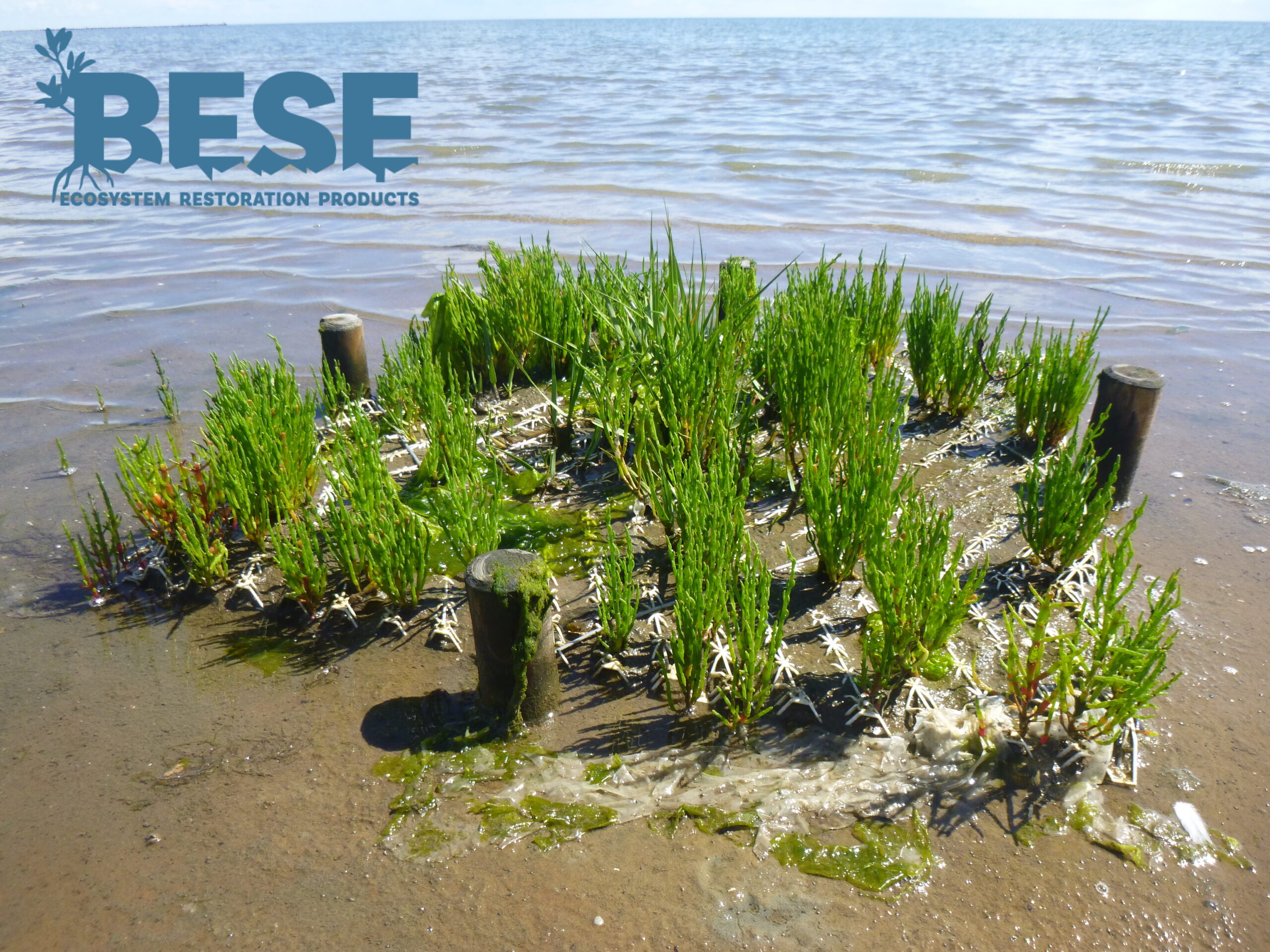 Maker Faire | BESE-elements (biodegradable ecosystem restoration ...