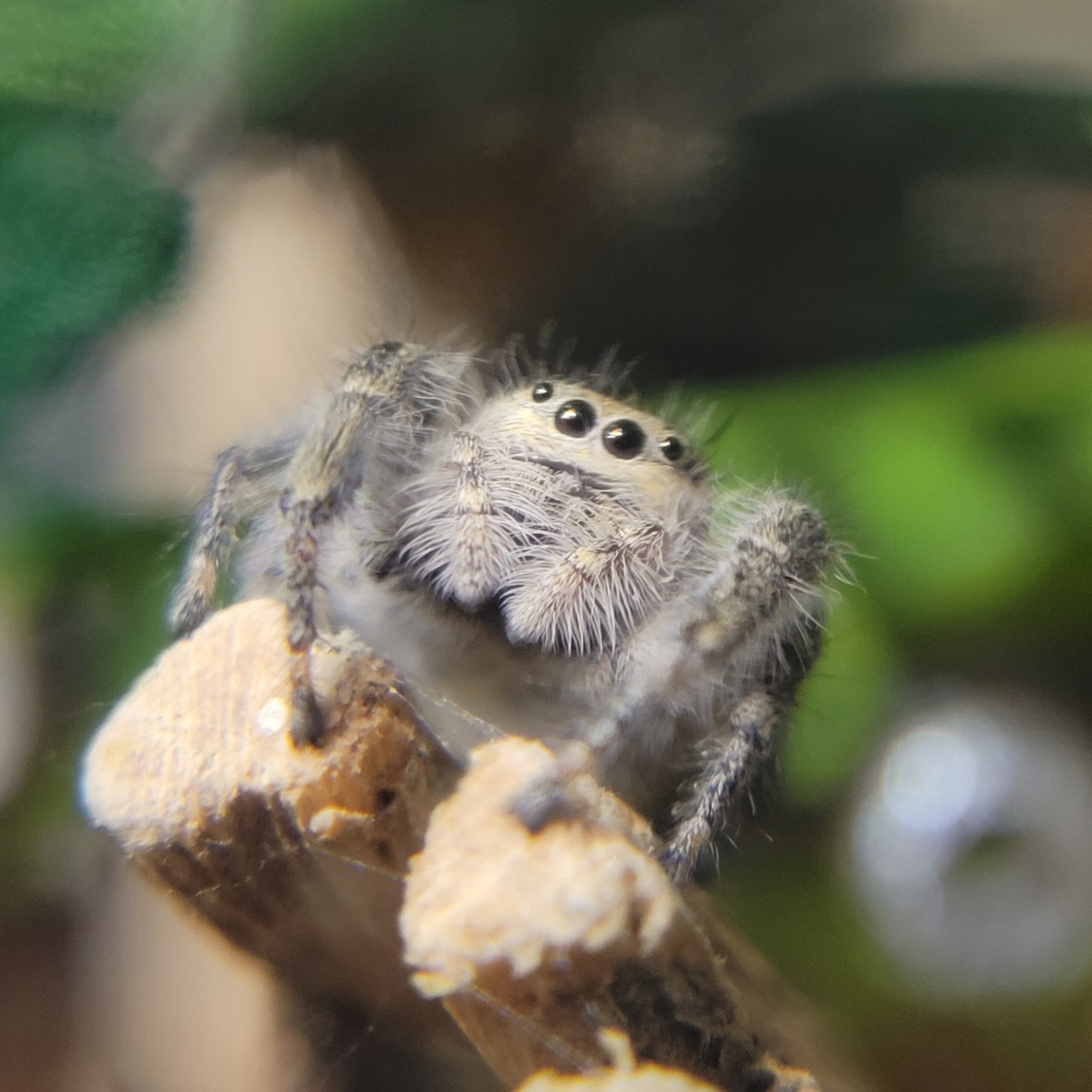Maker Faire | Spiders, Our Crafty Friends by @stitch.krafts - Maker Faire