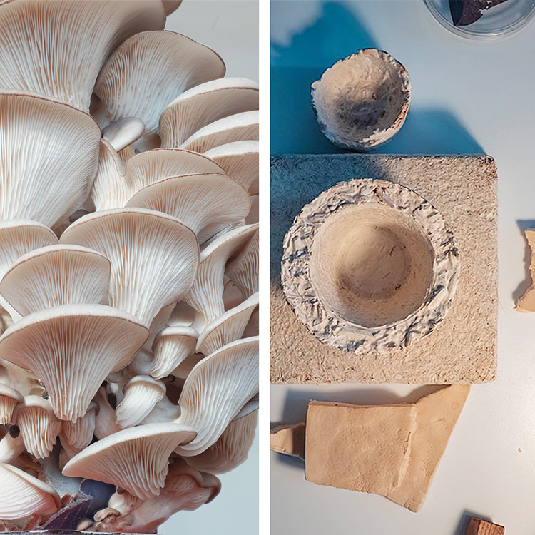 Maker Faire | GIY Materials: Growing Fungi for BioFabrication